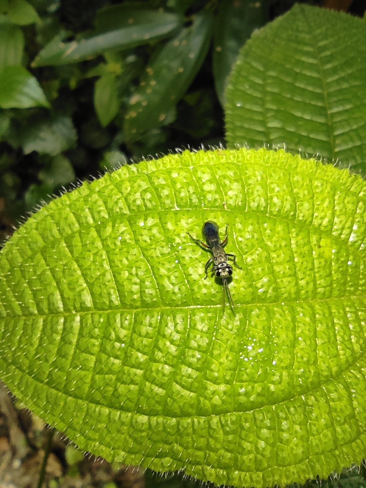 Liris subtessellatus (F.Smith, 1856)