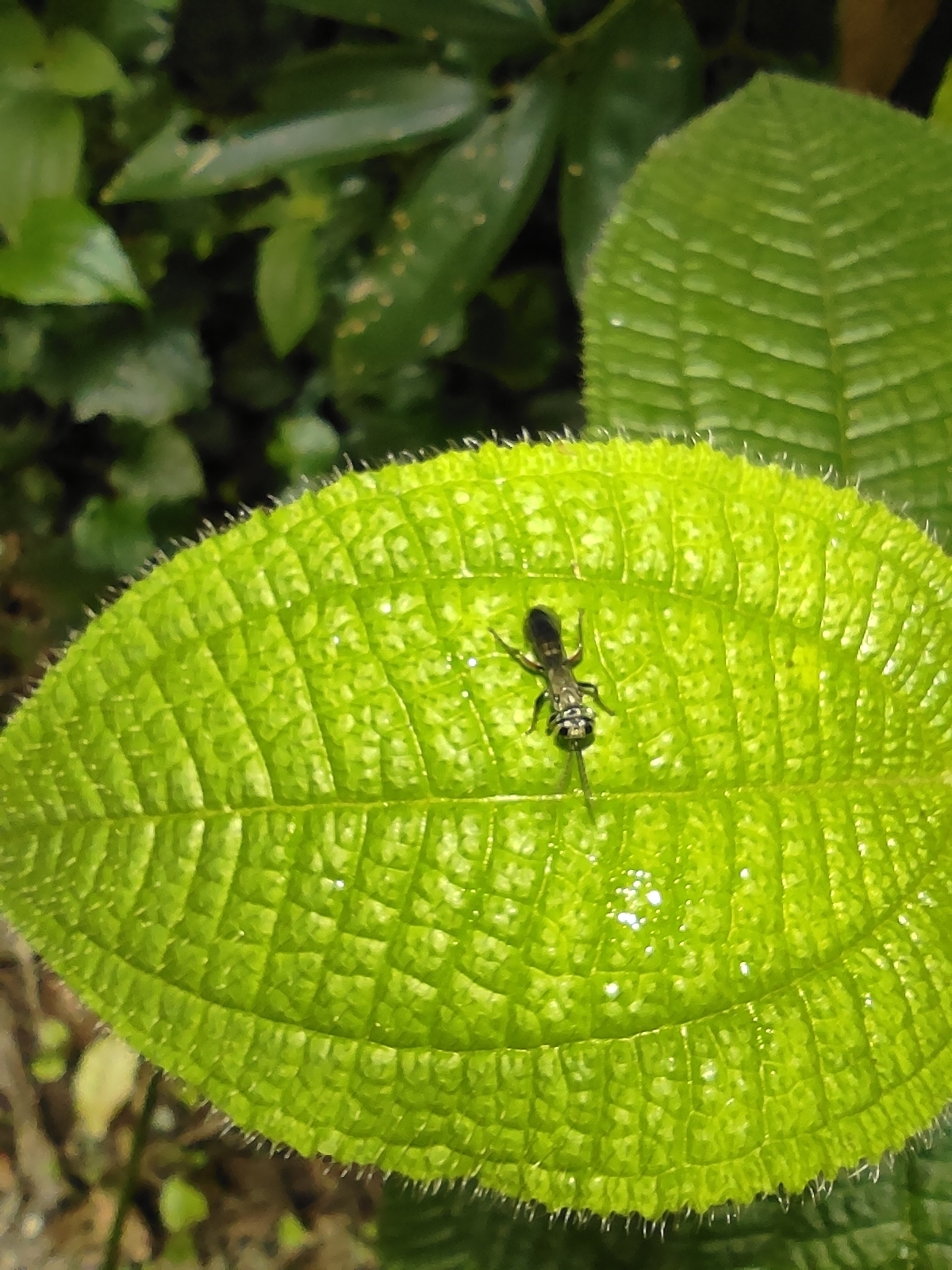 Liris subtessellatus (F.Smith, 1856)
