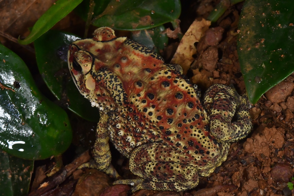 Asian Common Toad from Thung Yai, Amphoe Hat Yai, Songkhla, TH on April ...