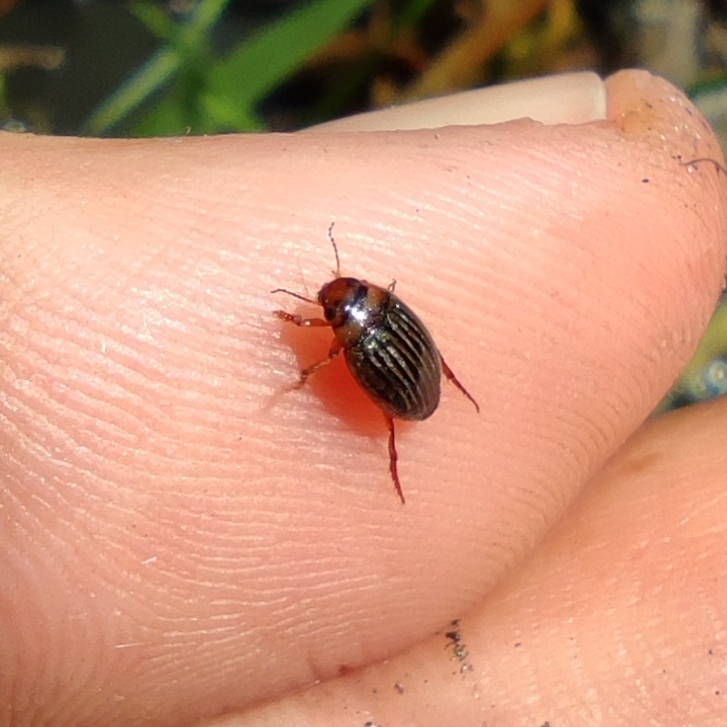 Hygrotus from Ein Nimfit Reserve, Israel on May 07, 2022 at 10:36 AM by ...