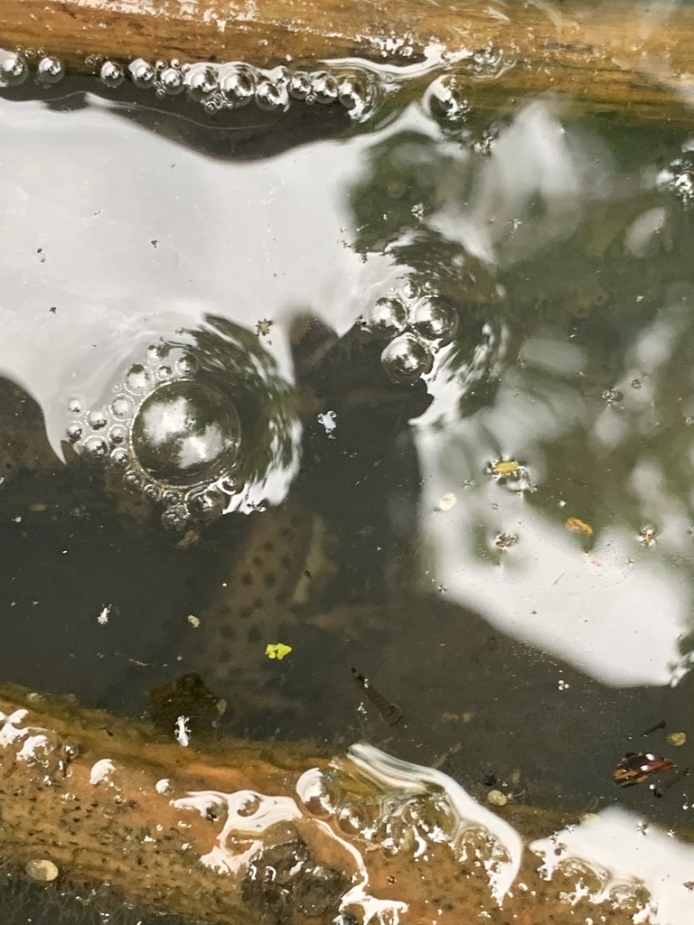 Palmate Newt from Goldhawk Road, London, England, GB on May 07, 2022 at ...