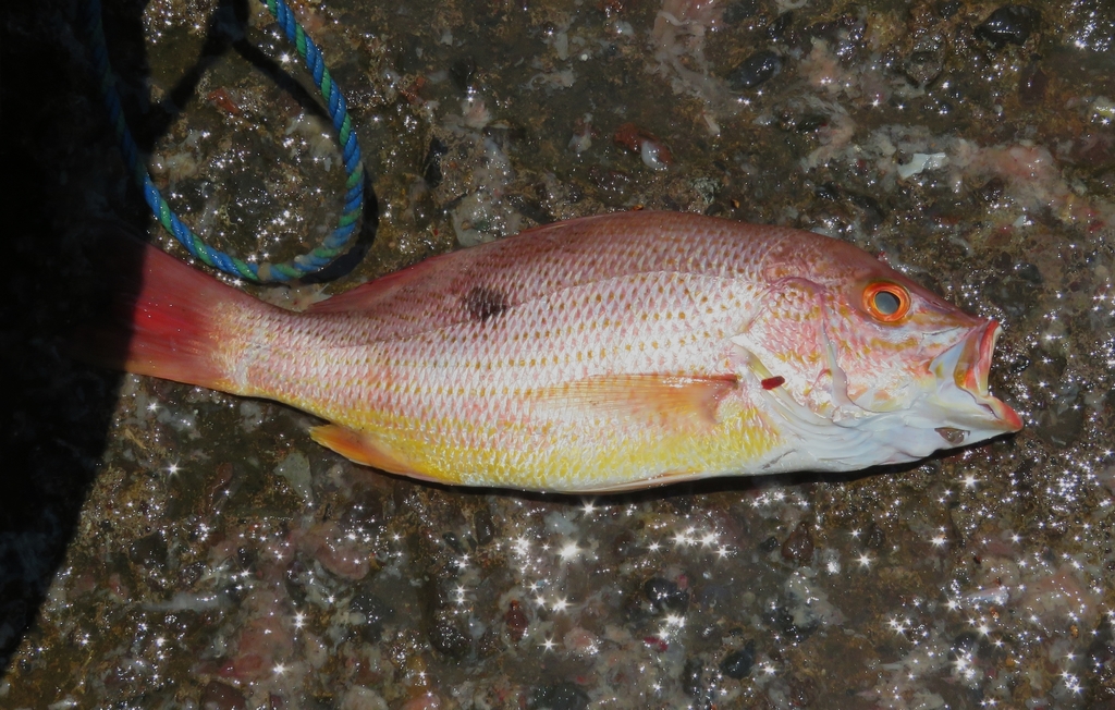 Spotted Rose Snapper on January 30, 2014 at 07:16 PM by Eric van den ...