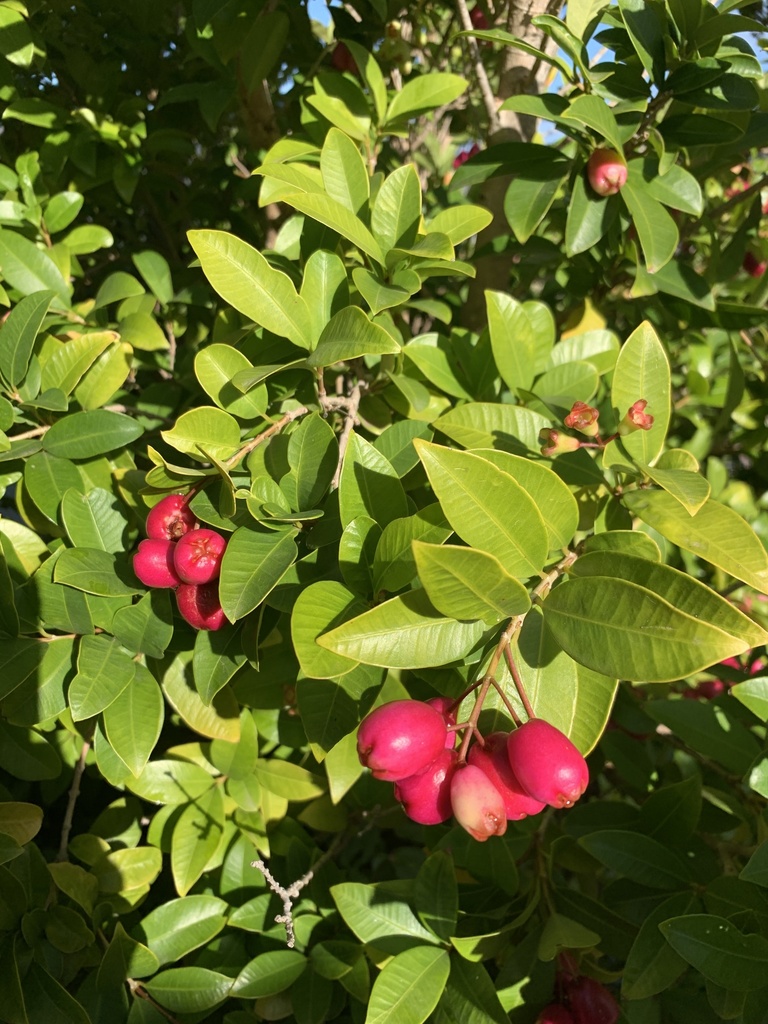 scrub cherry from Bokkemanskloof Road, Hout Bay, WC, ZA on May 7, 2022 ...
