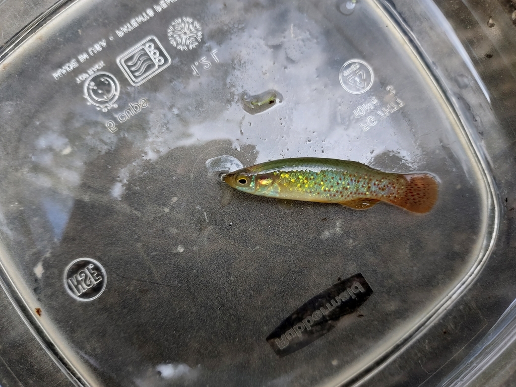golden topminnow from Philipp, MS 38950, USA on May 6, 2022 at 11:01 AM ...