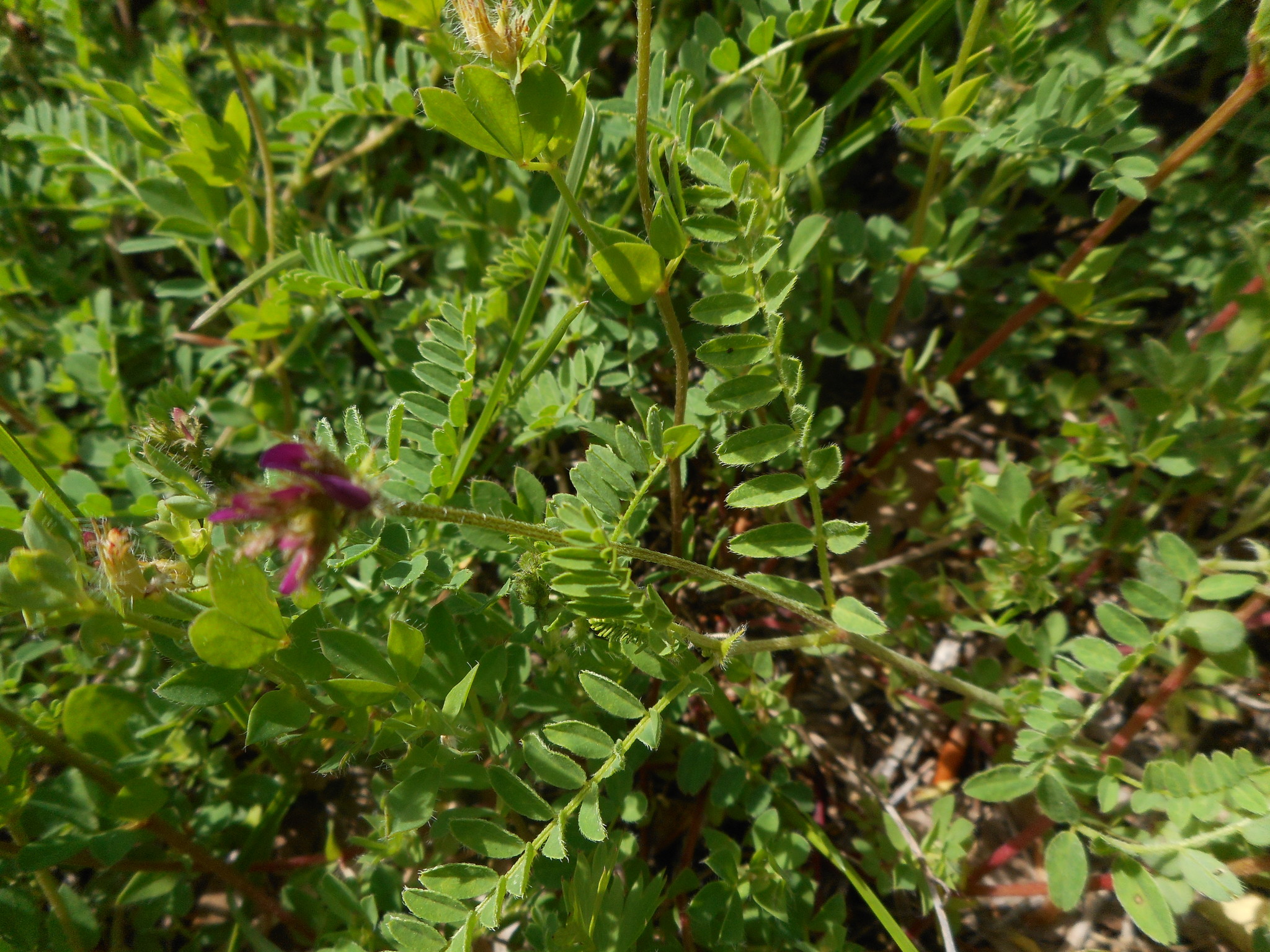 Astragalus hypoglottis L.
