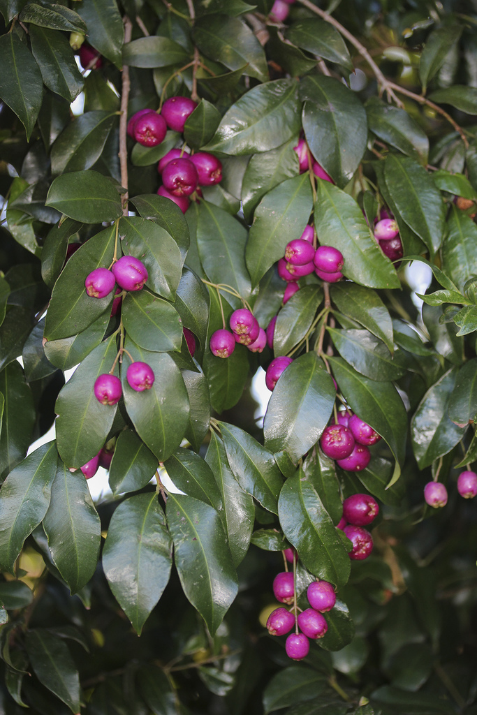 scrub cherry from Bredasdorp, 7280, South Africa on April 30, 2022 at ...