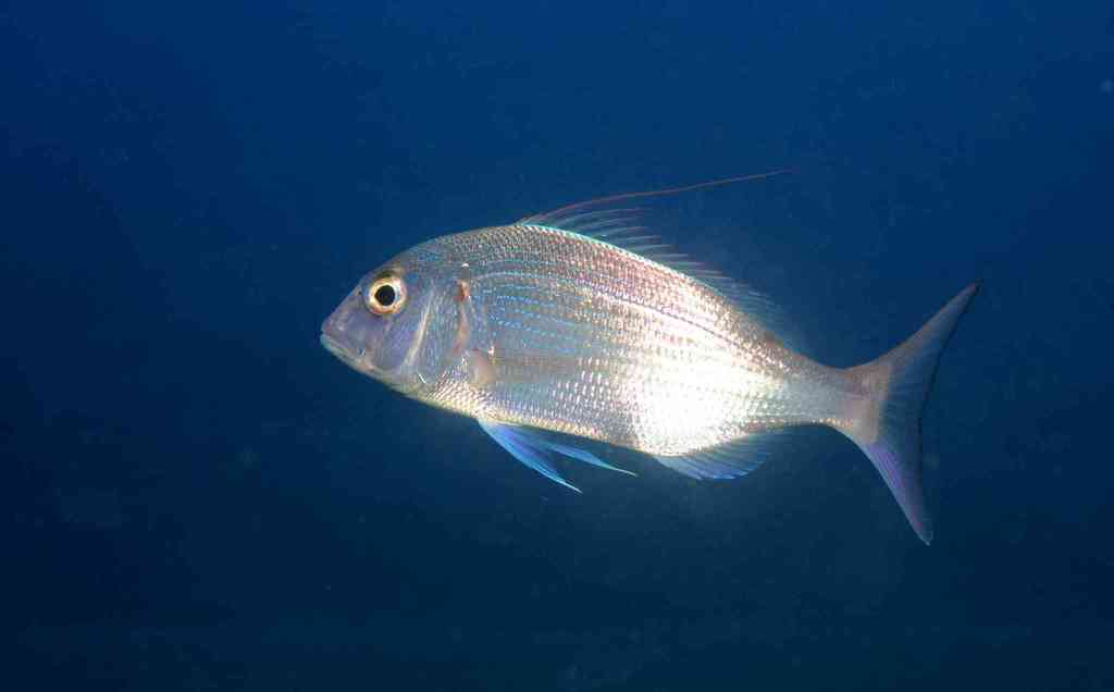 Pink Dentex (Dentex gibbosus) - Marine Life Identification
