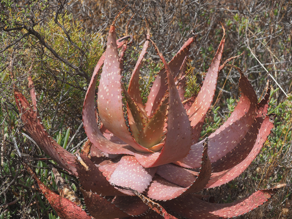 small-spotted aloe from McGregor, Cape Winelands, Western Cape, South ...