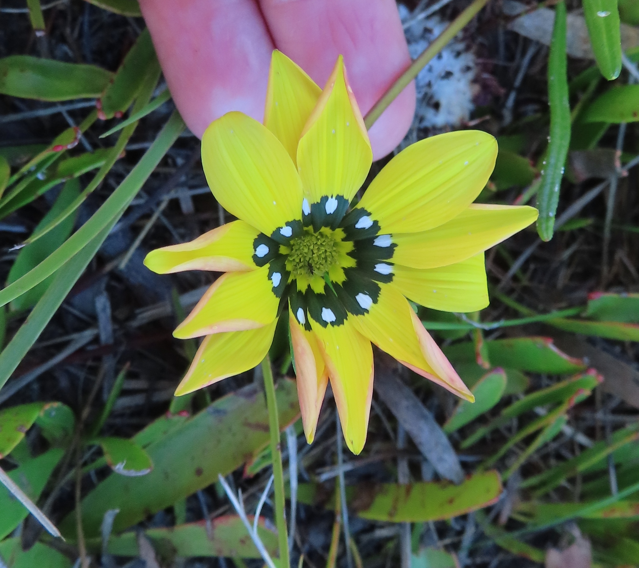 Gazania pectinata (Thunb.) Hartw.