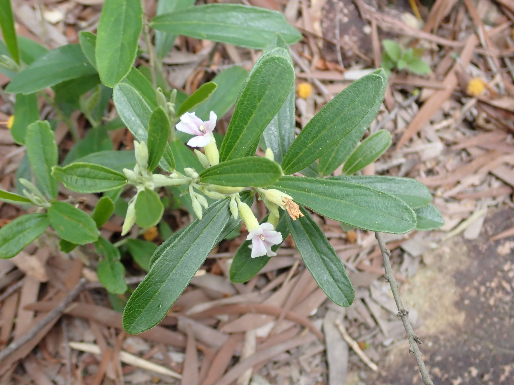 Helicteres angustifolia L.