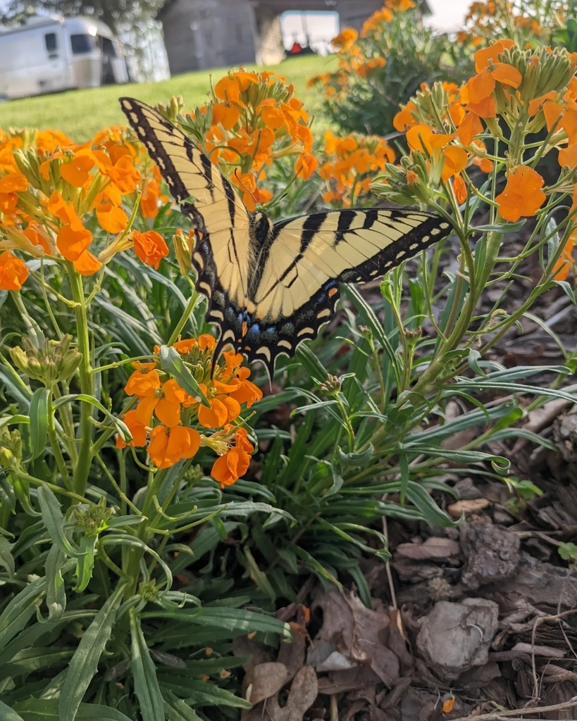 Eastern Tiger Swallowtail from Ramseur, NC 27316, USA by sweetpeafields ...