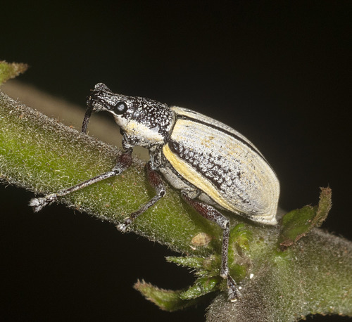 Diaprepes rohrii · iNaturalist