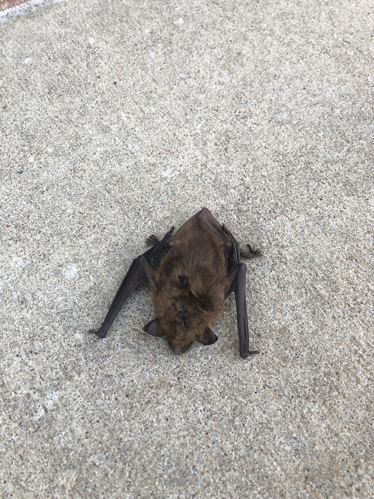 Big Brown Bat from Shepard Blvd, Columbia, MO, US on May 6, 2022 at 06: ...