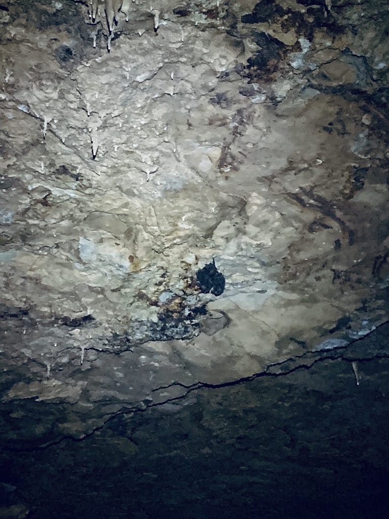 Gray Bat in April 2022 by Caleb Knerr · iNaturalist