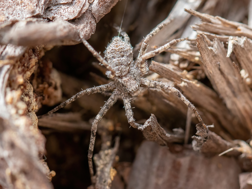 Lichen Running Spider from Ekaterinburg gorsovet, Sverdlovsk, Russia on ...