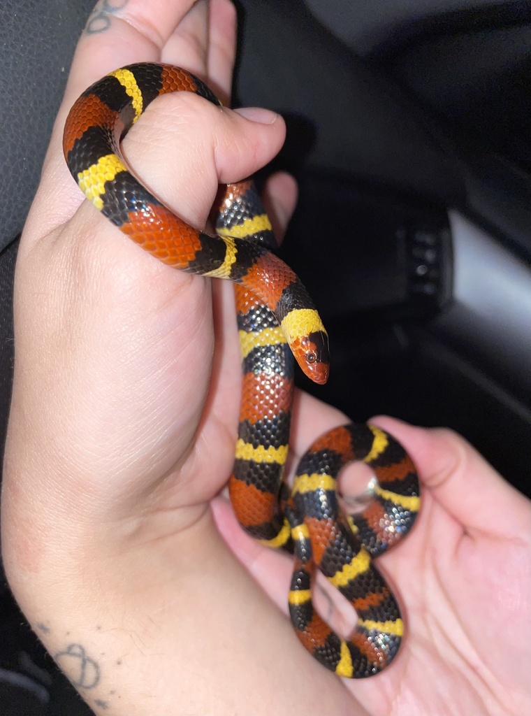 Scarlet Kingsnake from Everglades National Park, FL, US on May 6, 2022 ...