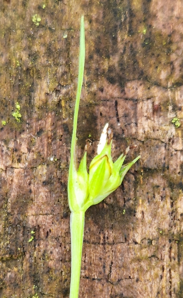 Timid Sedge from Madison Township, OH, USA on May 7, 2022 at 09:37 AM ...