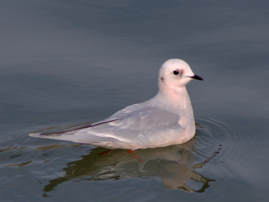 Ross's Gull (Iowa Bird Species) · iNaturalist