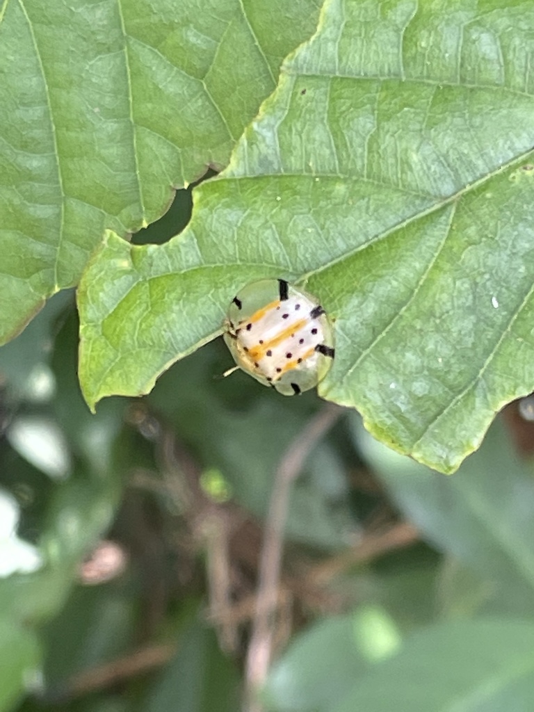 Asian Spotted Tortoise Beetle from TW on May 7, 2022 at 10:31 AM by ...