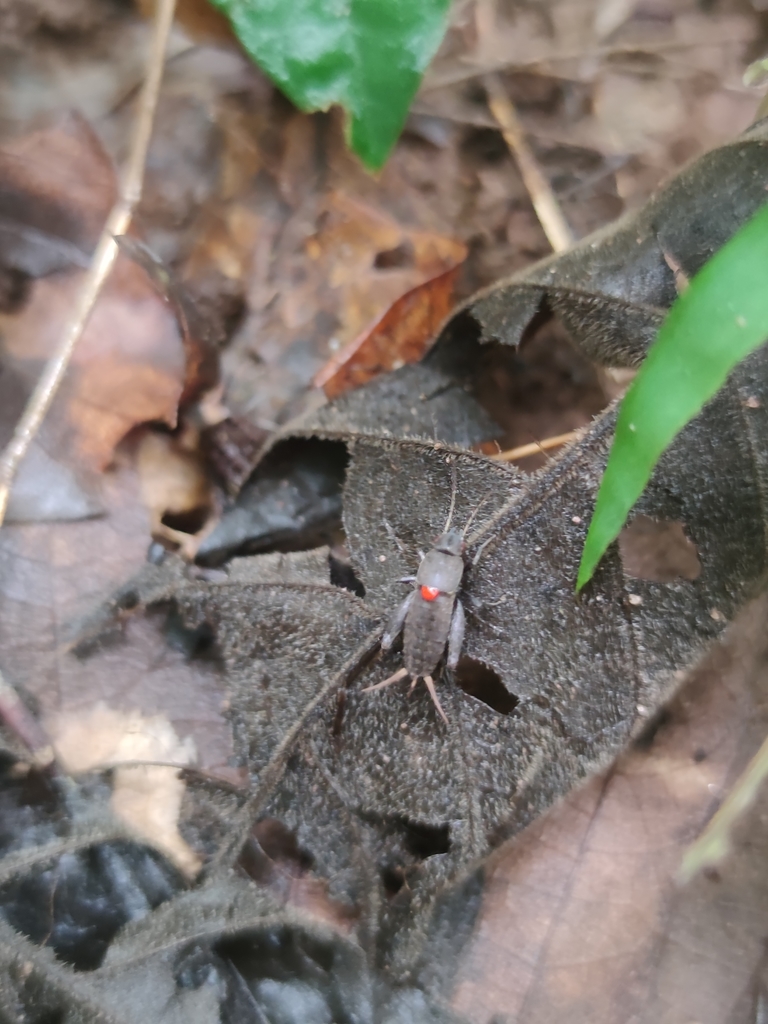 Terraplistes from Wang Nam Khiao, Udom Sap, Wang Nam Khiao District ...