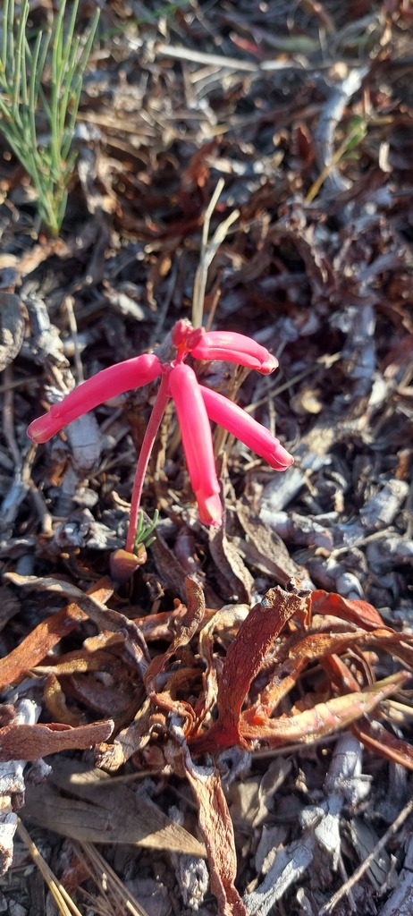 Dotted Viooltjie from Overberg District Municipality, South Africa on ...