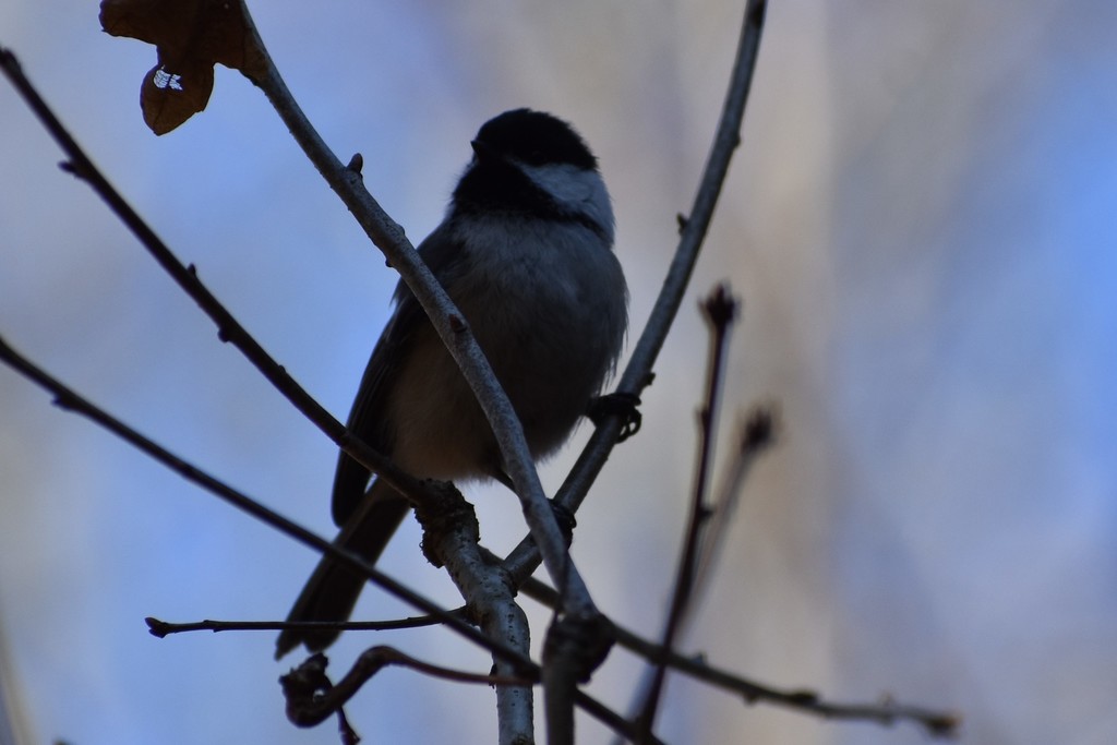 Black-capped Chickadee from Monroe County, PA, USA on April 30, 2022 at ...