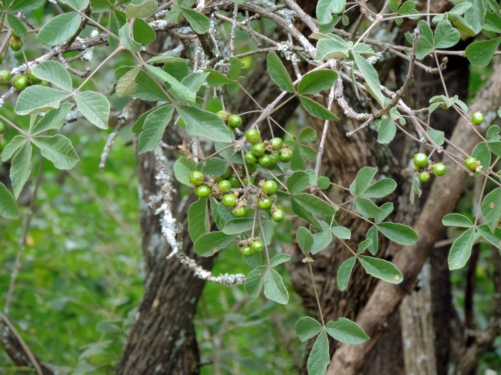 Vitex payos (Lour.) Merr.