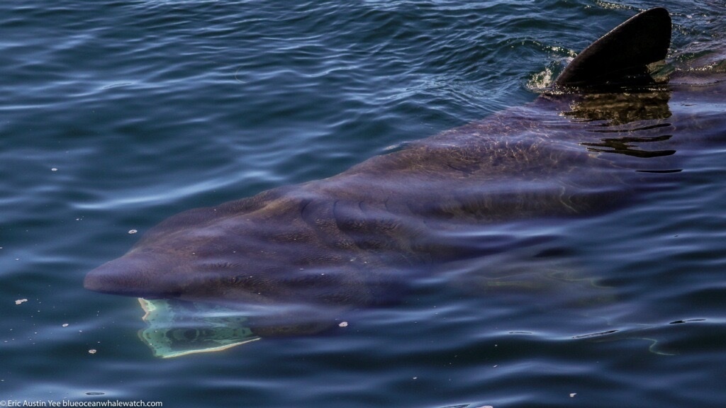 Basking Shark in May 2022 by Robin Gwen Agarwal. About 17 feet long ...