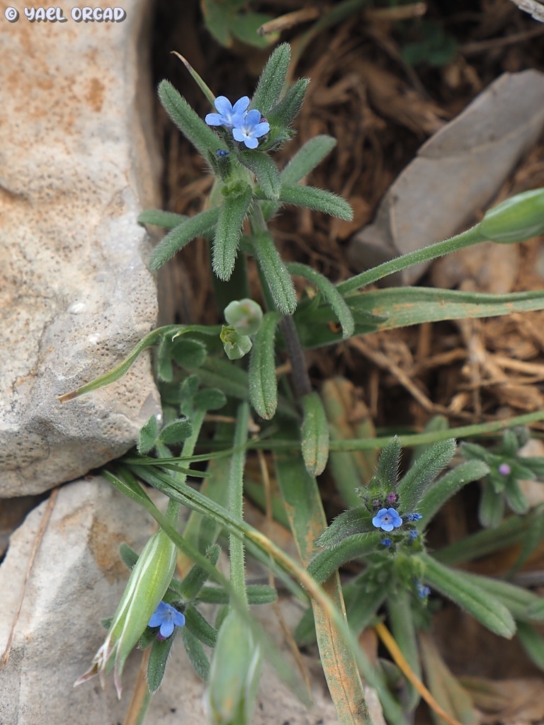 Buglossoides incrassata (Guss.) I.M.Johnst.