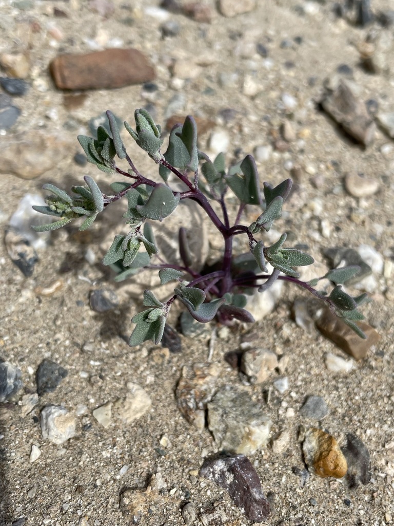Goosefoots in April 2022 by Matt Berger · iNaturalist