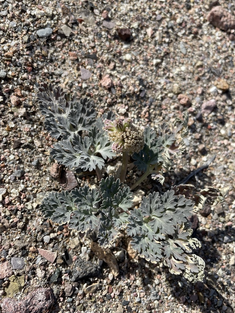 globose cymopterus in April 2022 by Matt Berger · iNaturalist