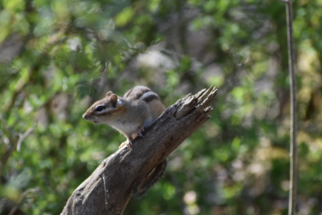 Eastern Chipmunk from Monroe County, PA, USA on April 30, 2022 at 08:07 ...