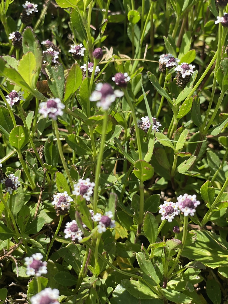 frogfruits from Saint James Island, Panacea, FL, US on May 7, 2022 at ...