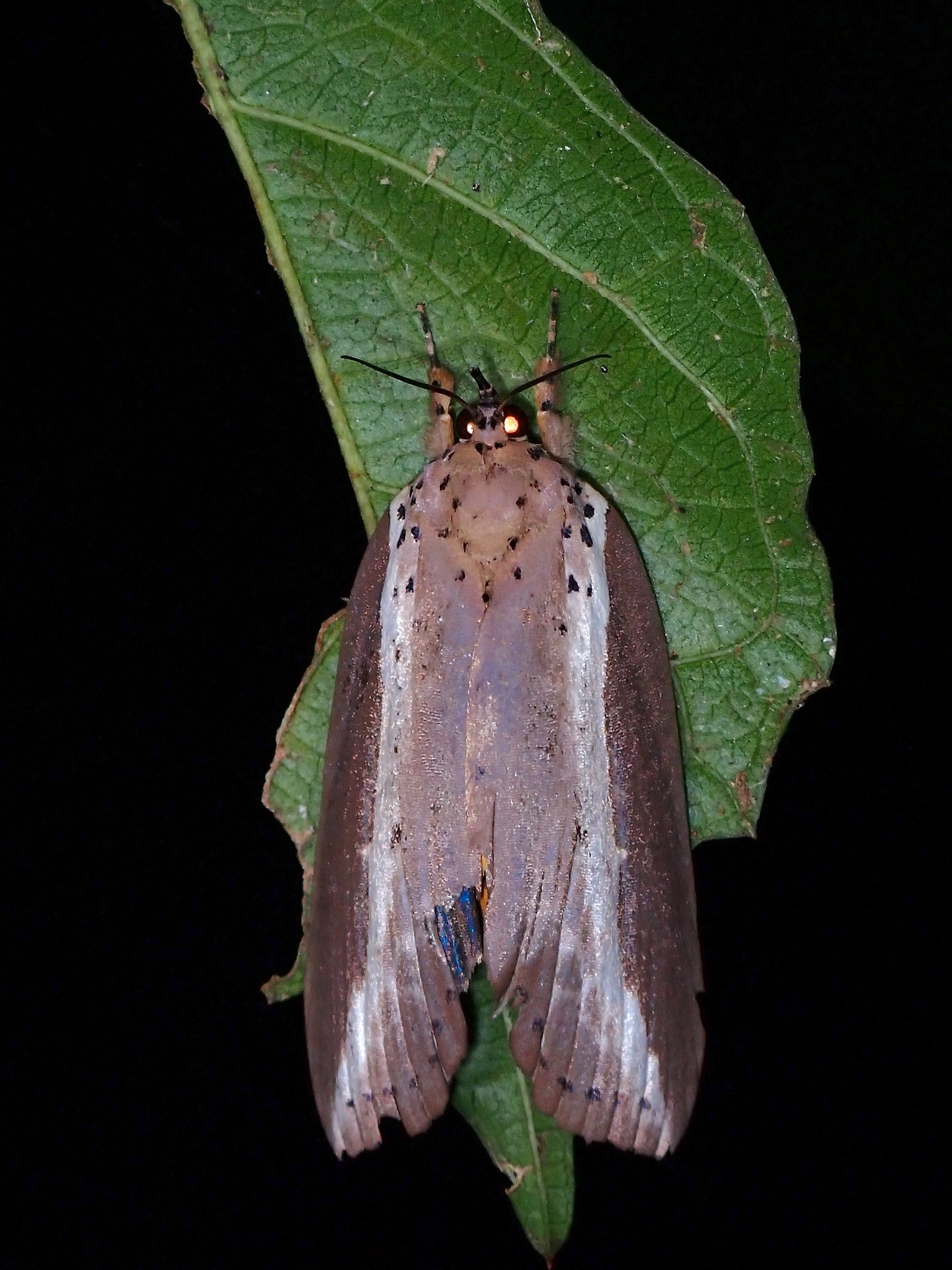 Eligma narcissus (Cramer, 1775)