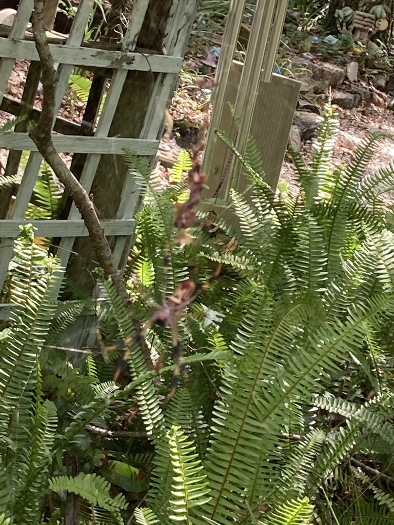 Golden Silk Spider from Chauncey St, Lake Helen, FL, US on May 7, 2022 ...