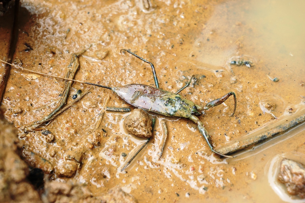 Laccotrephes from Konobo, LR-GD, LR on April 25, 2022 at 02:05 PM by ...