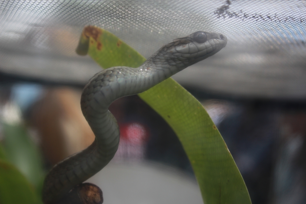 Cope's Tropical Racer from Jardín Alado Ilaló on June 07, 2019 at 06:07 ...