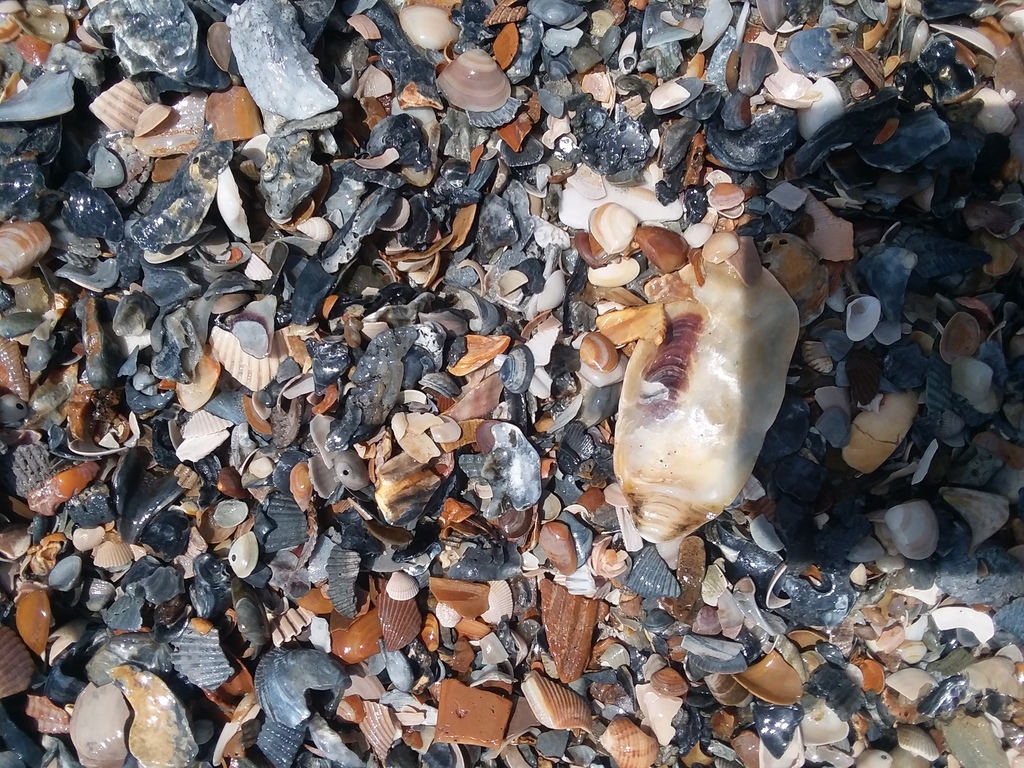 Bivalves from Tybee Island Science Center area, GA 31328, USA on May 05 ...