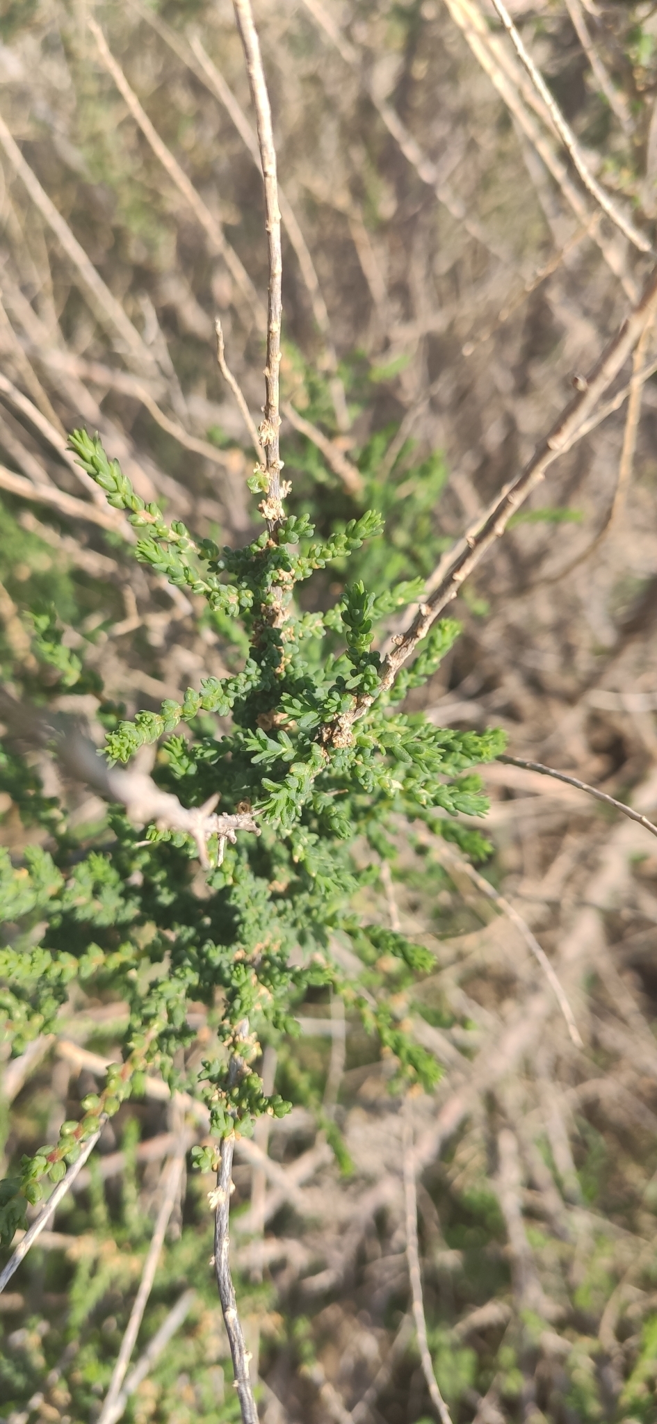 Caroxylon vermiculatum (L.) Akhani & Roalson