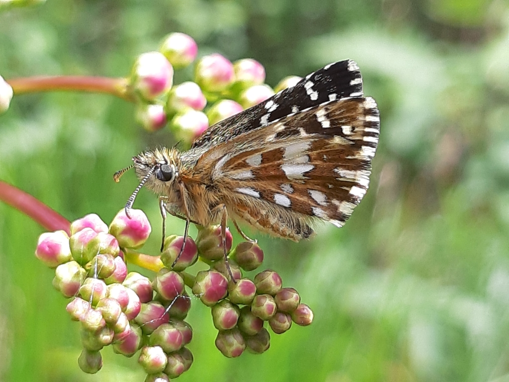 Southern Grizzled Skipper in May 2022 by bferrero · iNaturalist