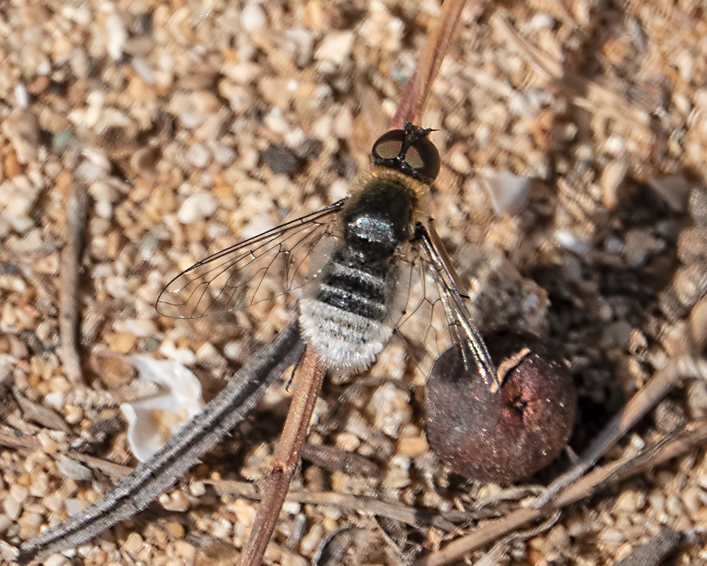 Bee Flies from Chloraka, Cyprus on April 26, 2022 at 08:10 AM by ...