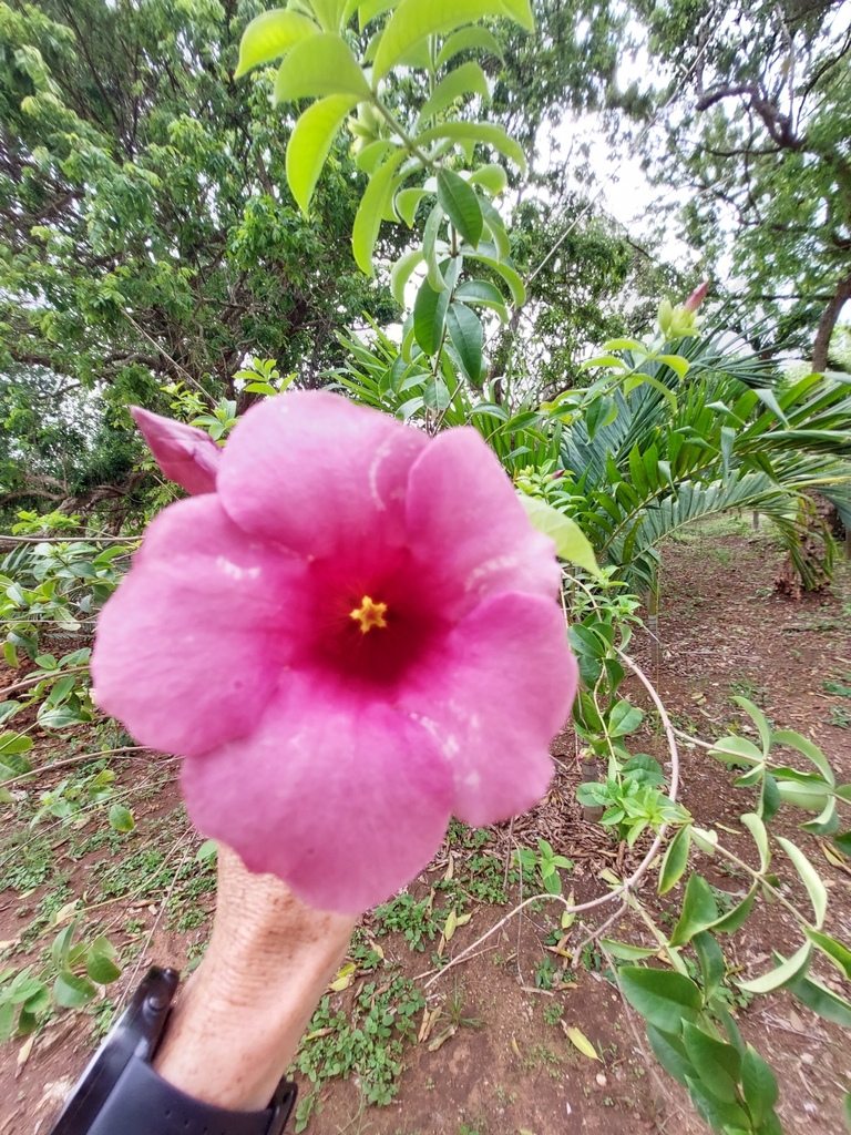 Purple Allamanda from 3Q4C+2X8, Mtwapa, Kenya on May 6, 2022 at 03:18 ...