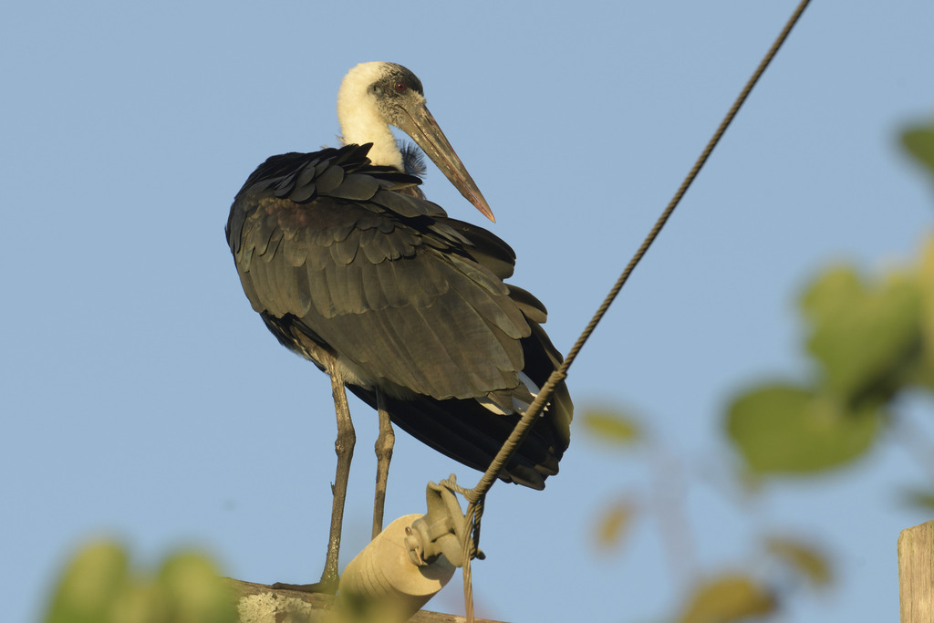African Woolly-necked Stork from (South) Uthungulu DC, South Africa on ...