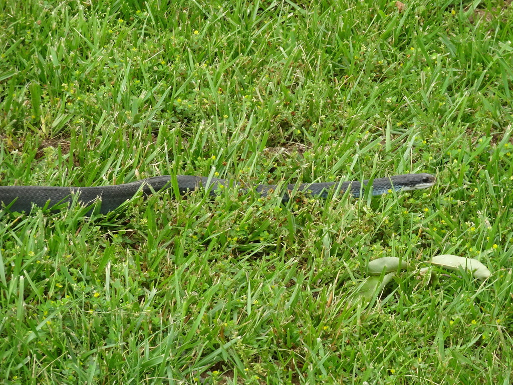 Blue Racer from Barry County, MI, USA on June 9, 2018 at 03:41 PM by ...