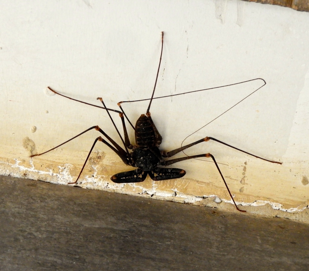 Acanthophrynus coronatus from Mazatlán, Sin., México on May 05, 2022 at ...