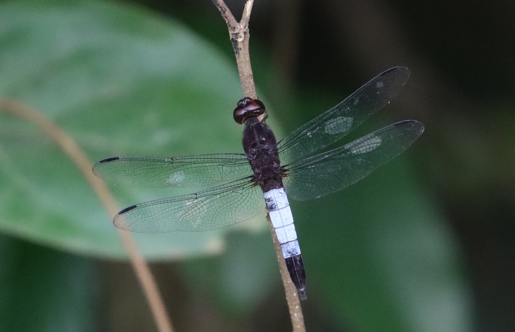 Robust Jungle-skimmer from Konobo, Liberia on April 25, 2022 at 04:06 ...