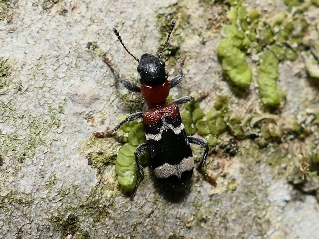 European Red-bellied Clerid from Reichenthal, Österreich on May 03 ...