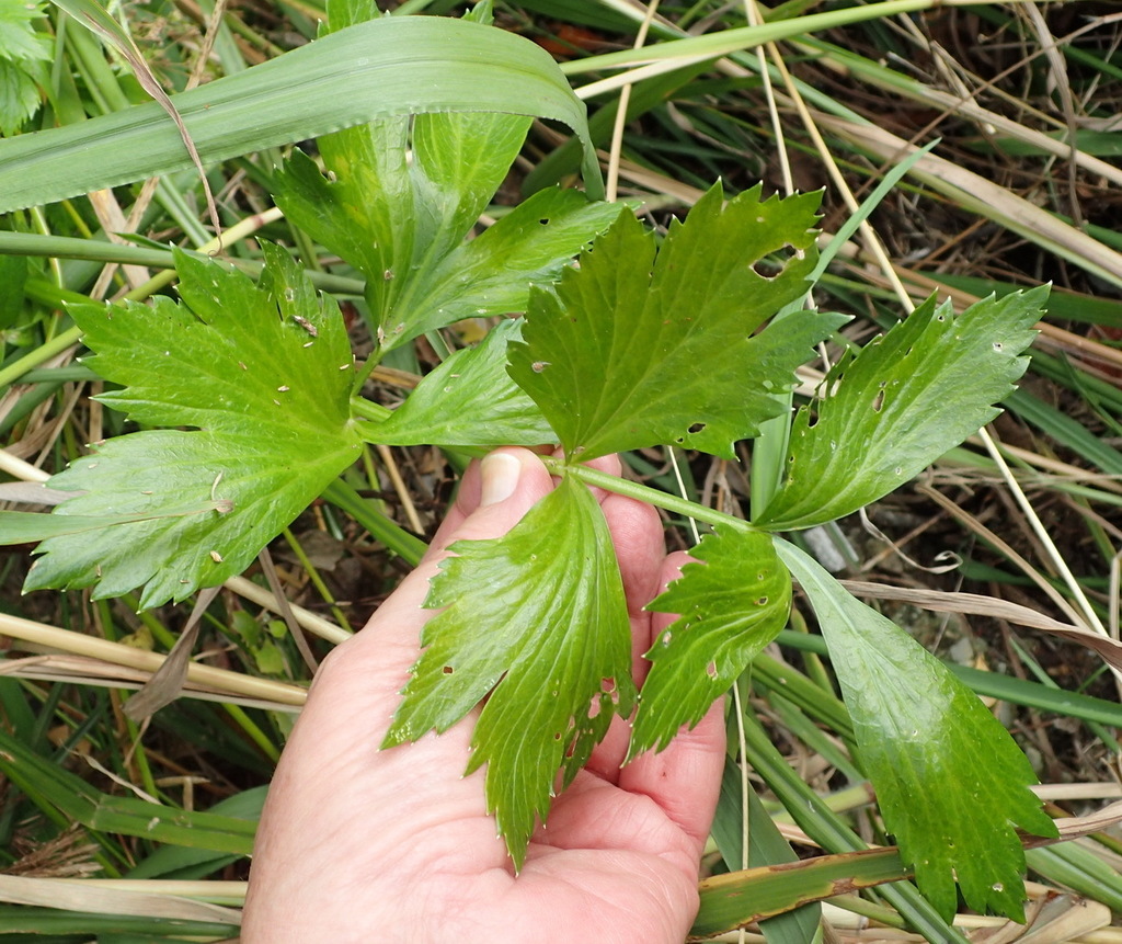 Celery from Whale 'Rock Drive, South Cape DC, South Africa on April 29 ...