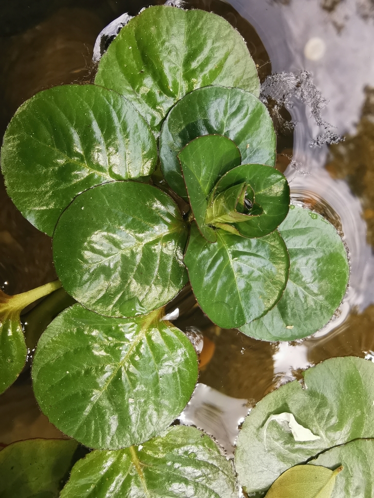 floating primrose-willow from 06370 Mouans-Sartoux, France on May 07 ...