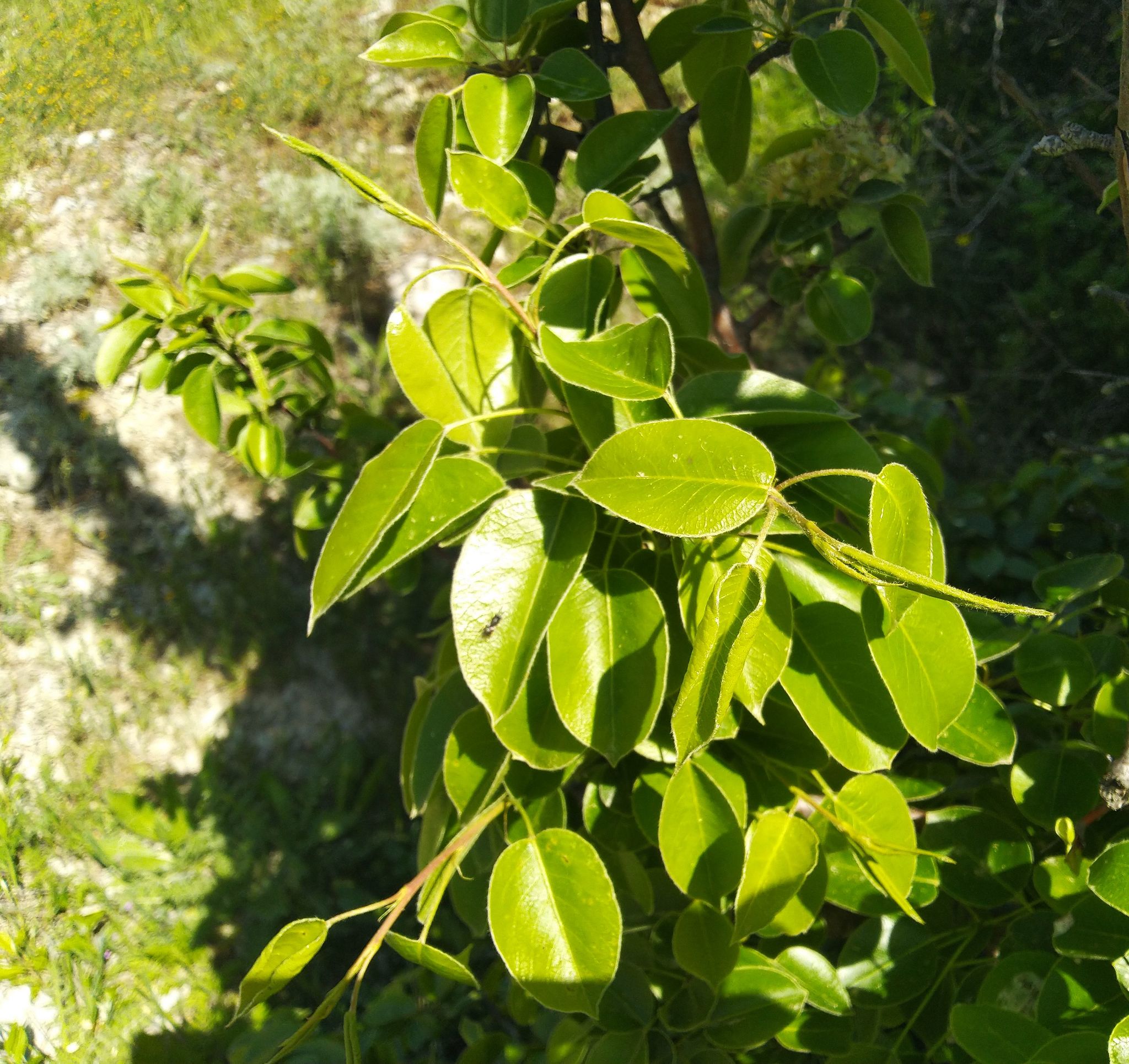 Pyrus communis subsp. caucasica (Fed.) Browicz